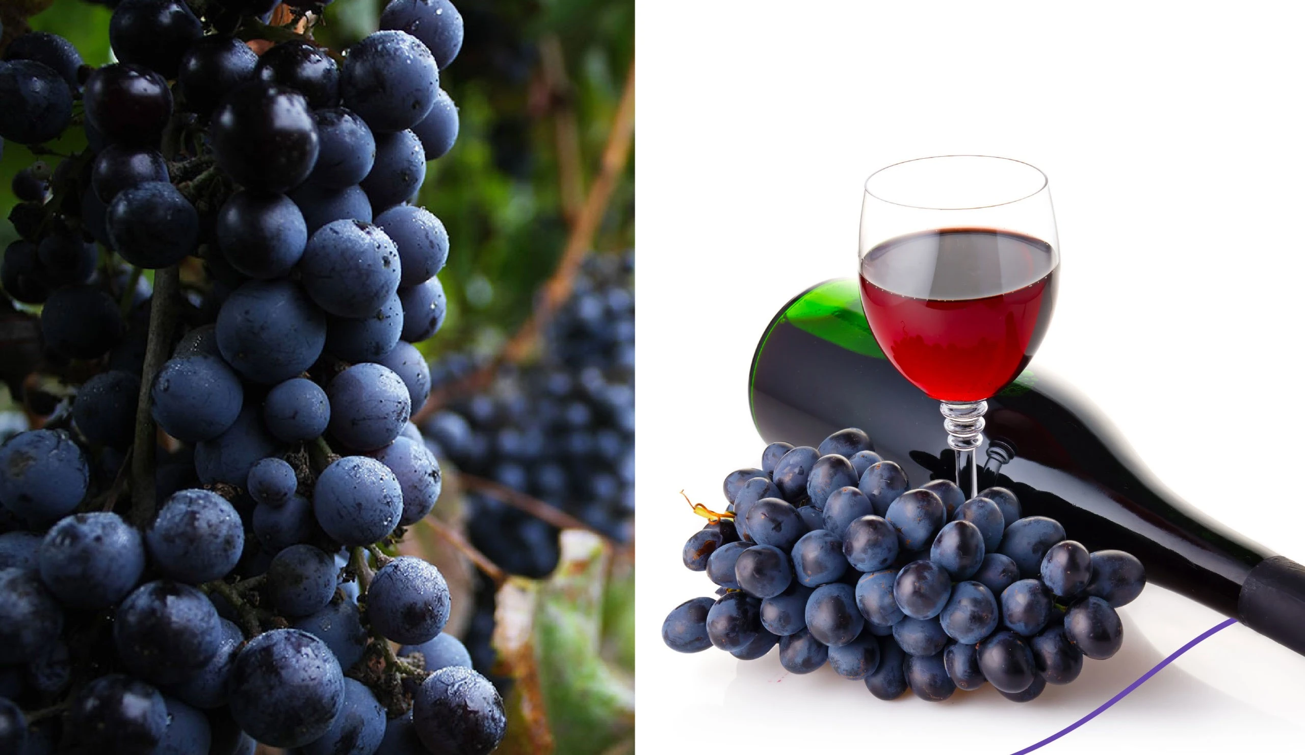 Carmenere: La cepa emblemática de Chile