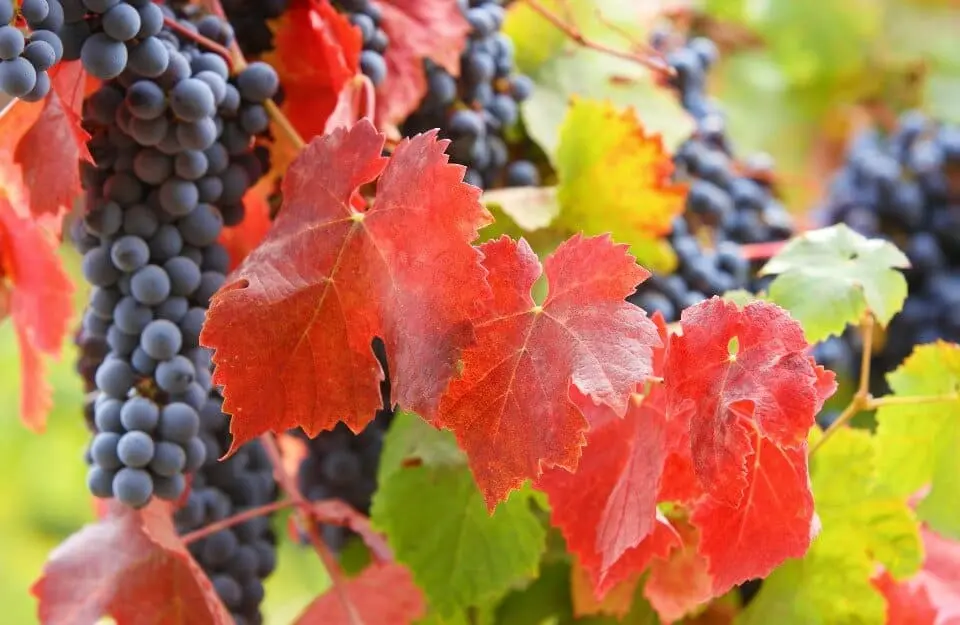 Cepas de Vino en Chile: Un Viaje por la Diversidad Vitivinícola del País